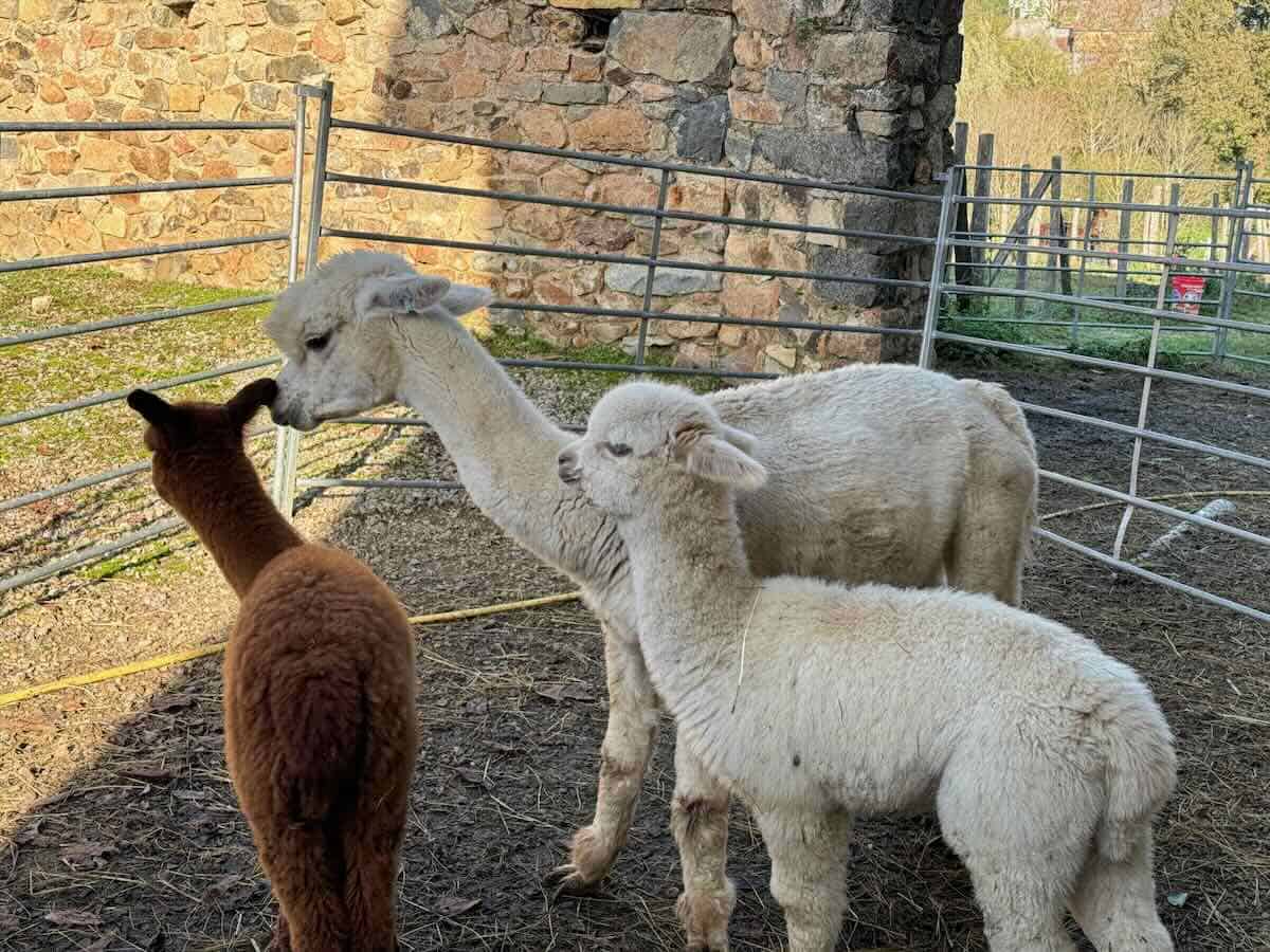 DuPrem Alpaca Farm in France: A Unique Animal Experience - France ...